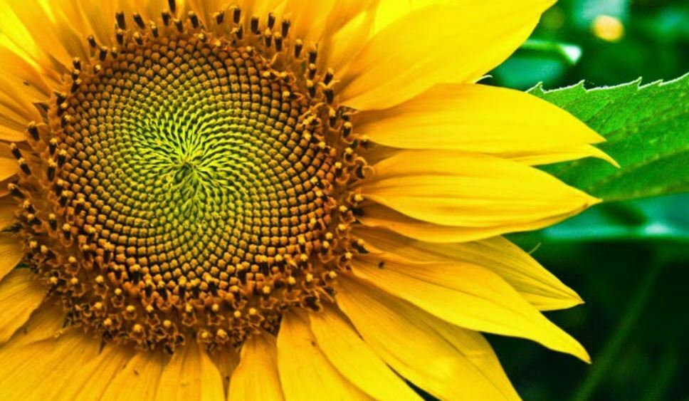 Manfaat dan Khasiat Bunga Matahari - Jurnal