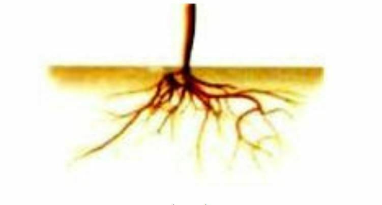 Jenis Jenis Akar Pada Tumbuhan dan Fungsinya - Jurnal